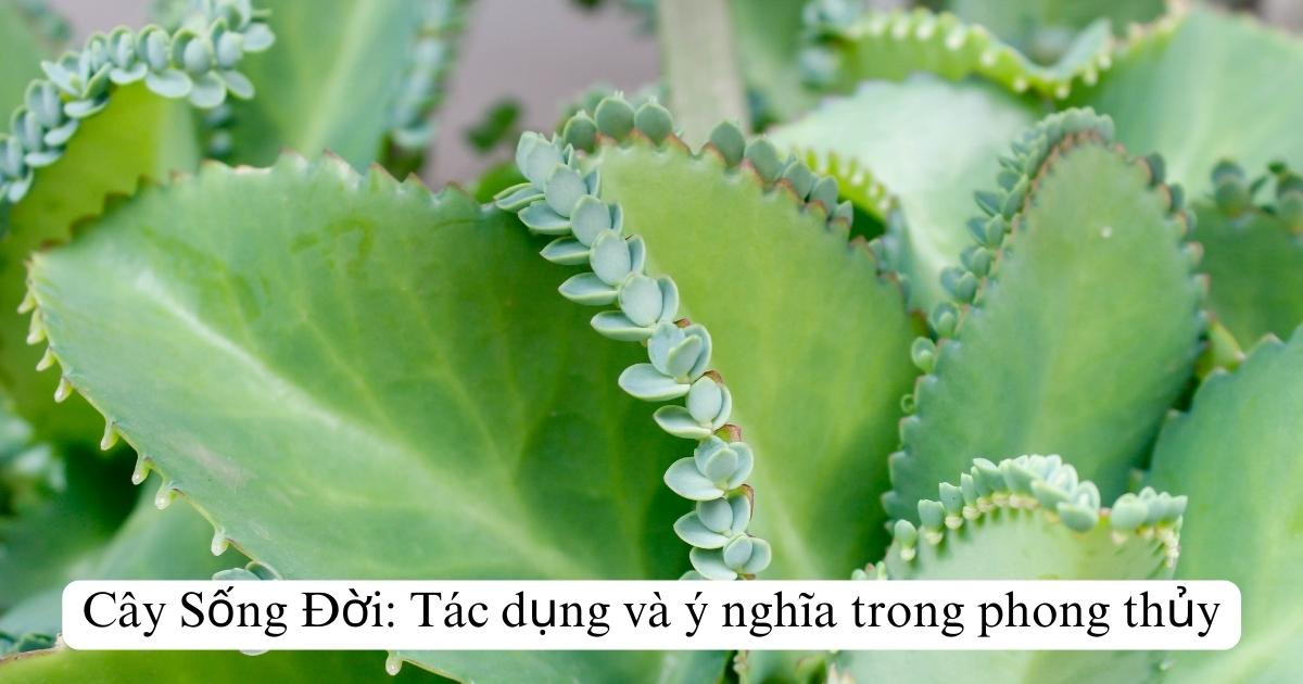 Cây sống đời: Tác dụng và ý nghĩa trong phong thủy - F20Beauty