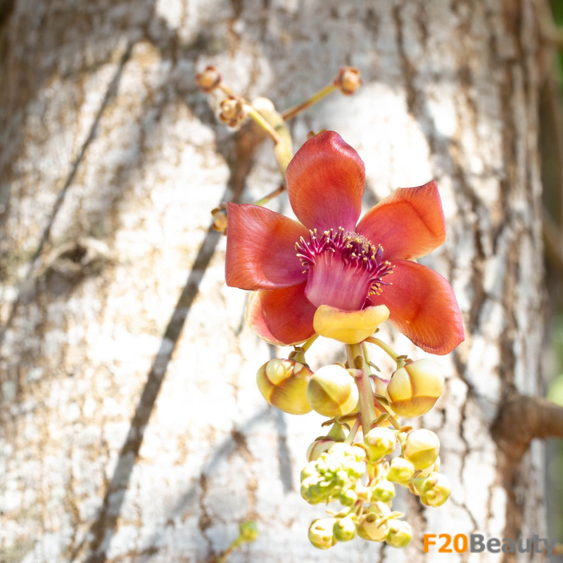 Cây Sala: Hình ảnh, ý nghĩa phong thủy, cách trồng và chăm sóc tại nhà