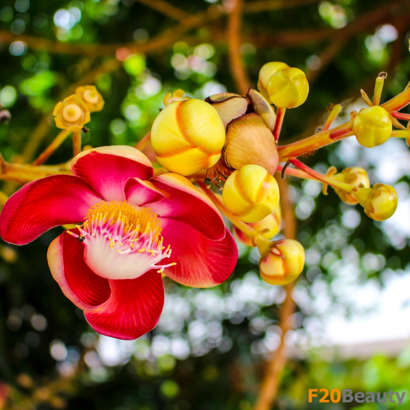 Cây Sala: Hình ảnh, ý nghĩa phong thủy, cách trồng và chăm sóc tại nhà