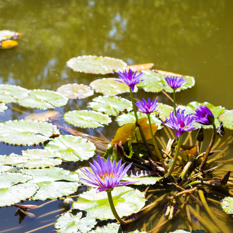 Hoa Súng: Đặc điểm, ý nghĩa, cách trồng và chăm sóc tại nhà