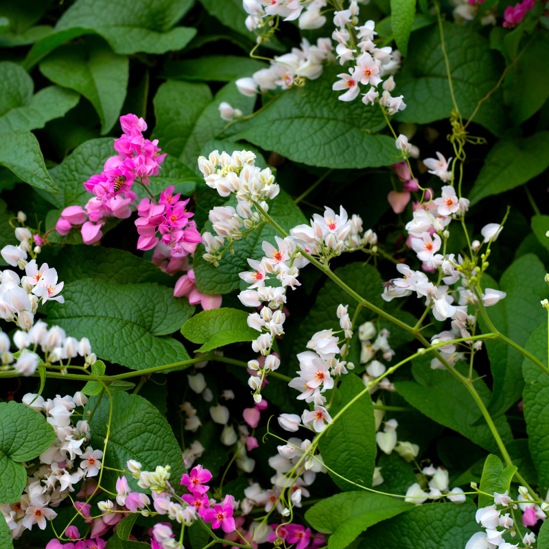 Hoa Tigon: Đặc điểm, ý nghĩa và cách cắm hoa chi tiết