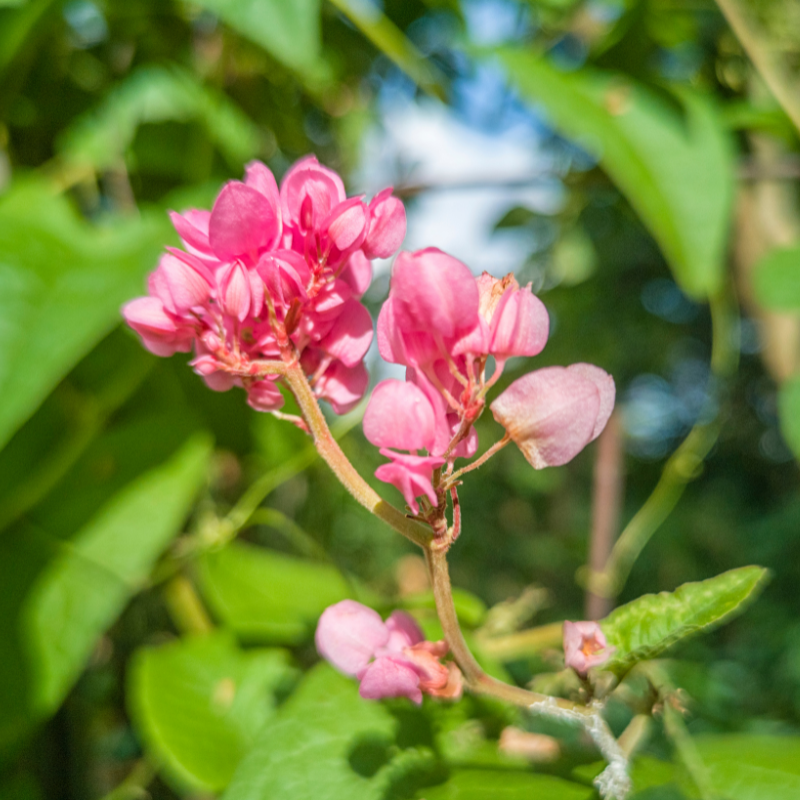 Hoa Tigon: Đặc điểm, ý nghĩa và cách cắm hoa chi tiết