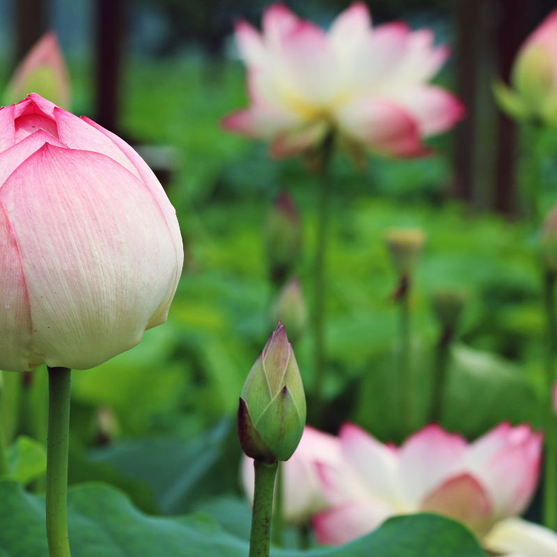 Hoa Sen: Đặc điểm, ý nghĩa màu sắc và công dụng