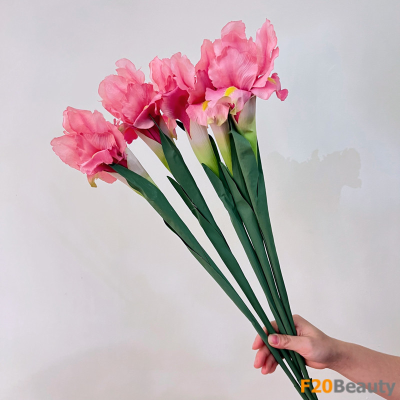 Hoa diên vĩ Iris màu hồng - F20Beauty