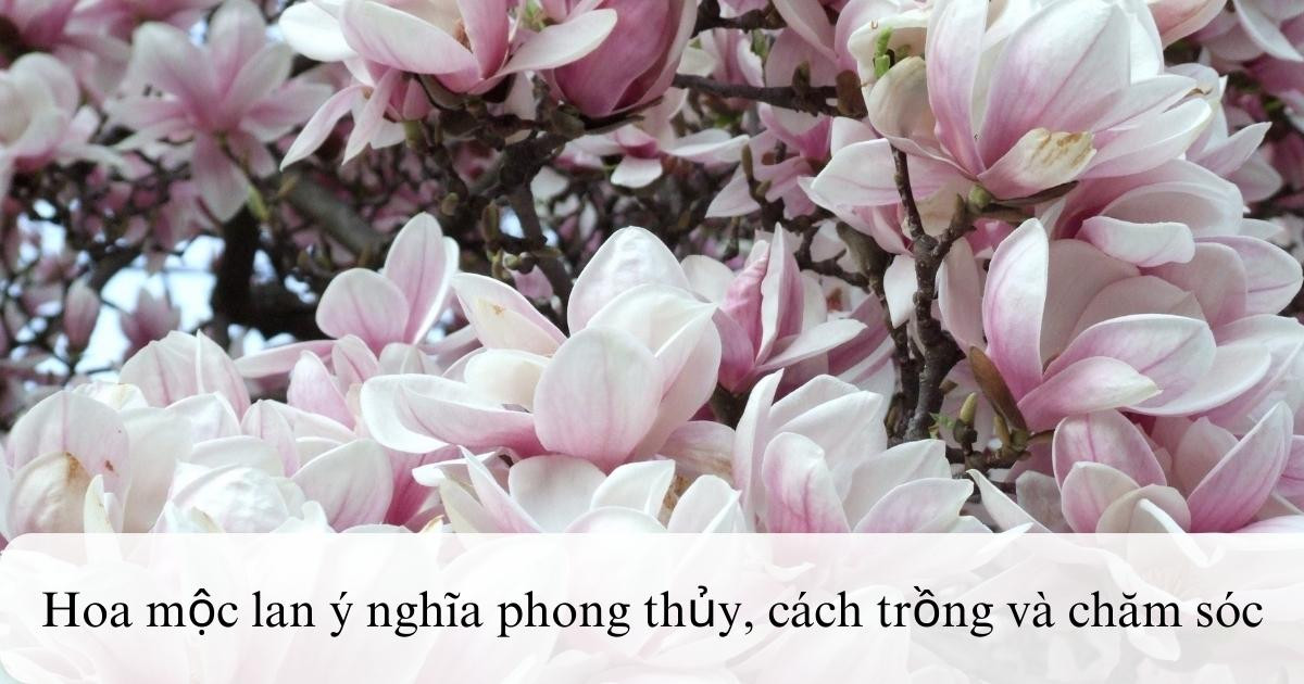Hoa mộc lan ý nghĩa phong thủy, cách trồng và chăm sóc - F20Beauty