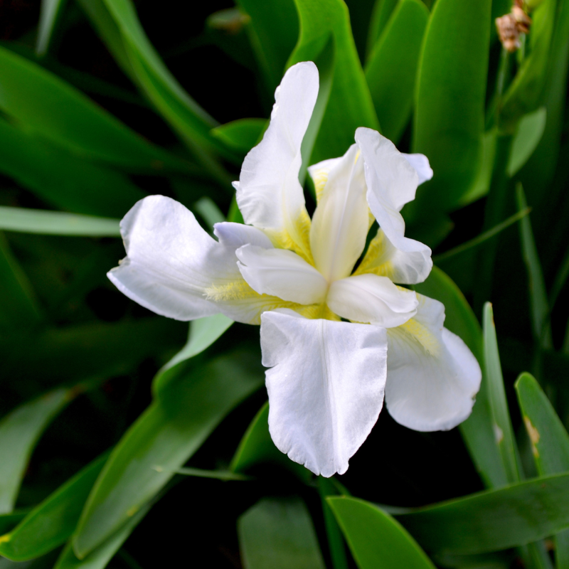 Hoa diên vĩ Iris ý nghĩa, cách trồng và chăm sóc trong nhà