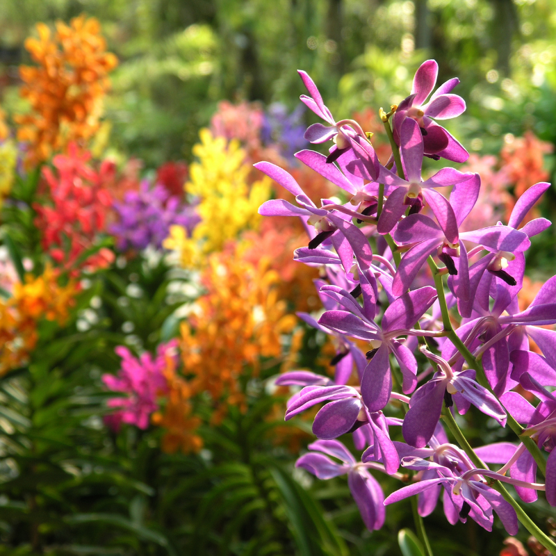 Hoa lan Moraka ý nghĩa phong thủy, đặc điểm và cách chăm sóc tại nha