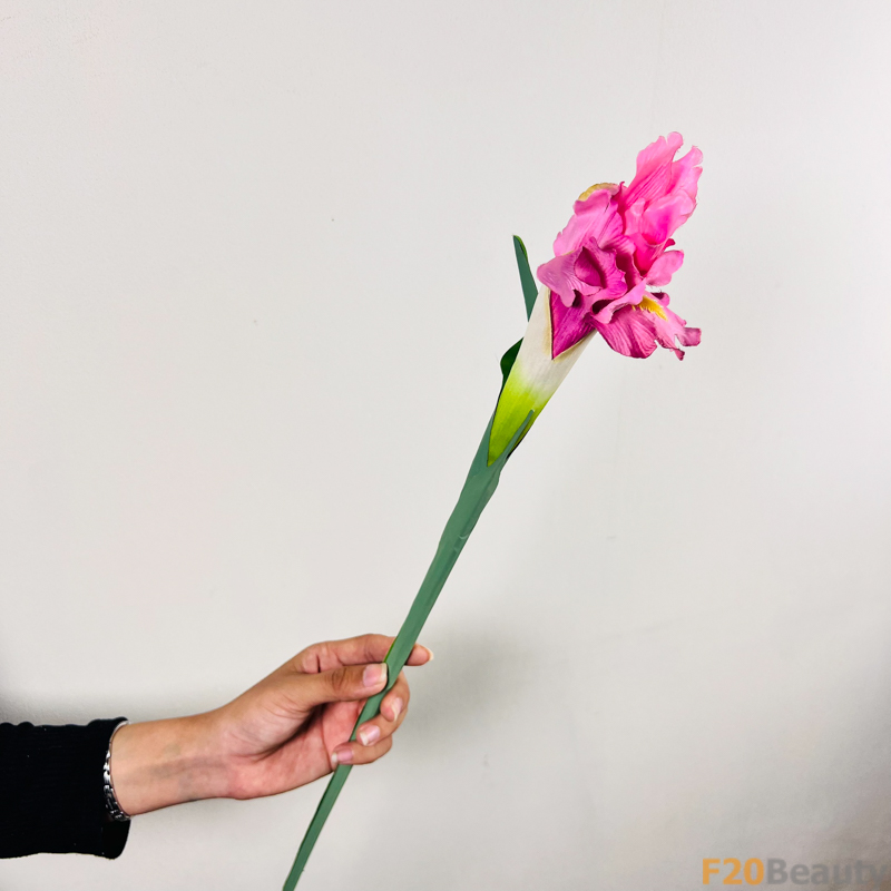 Hoa diên vĩ Iris màu hồng